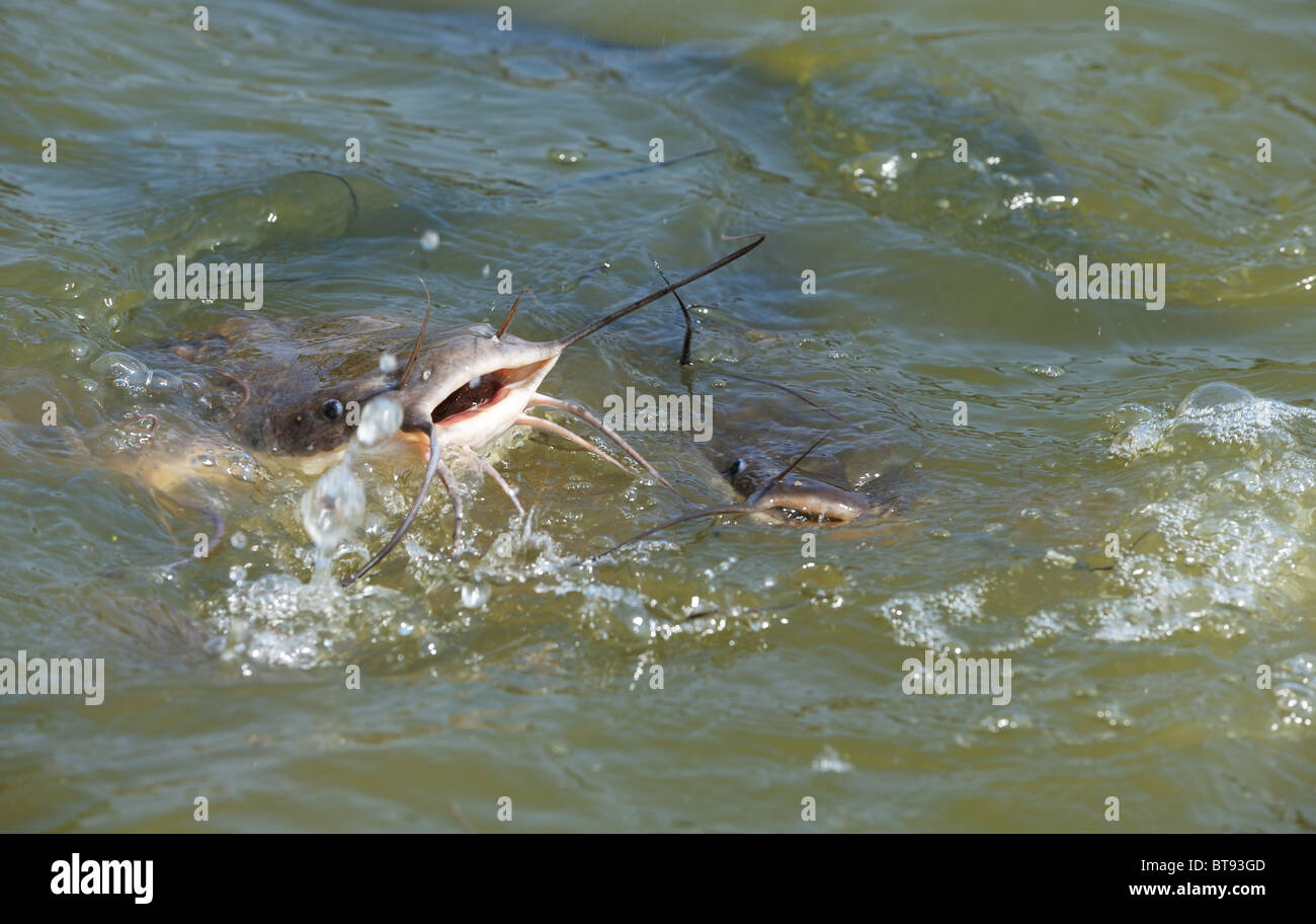 Pesce siluro immagini e fotografie stock ad alta risoluzione - Alamy