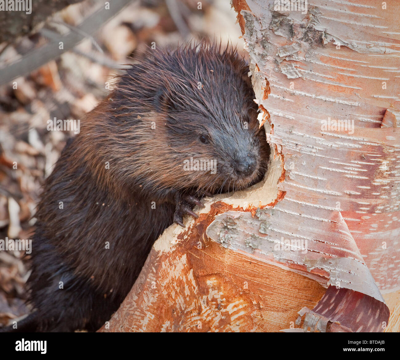 Albero di castoro immagini e fotografie stock ad alta risoluzione - Alamy