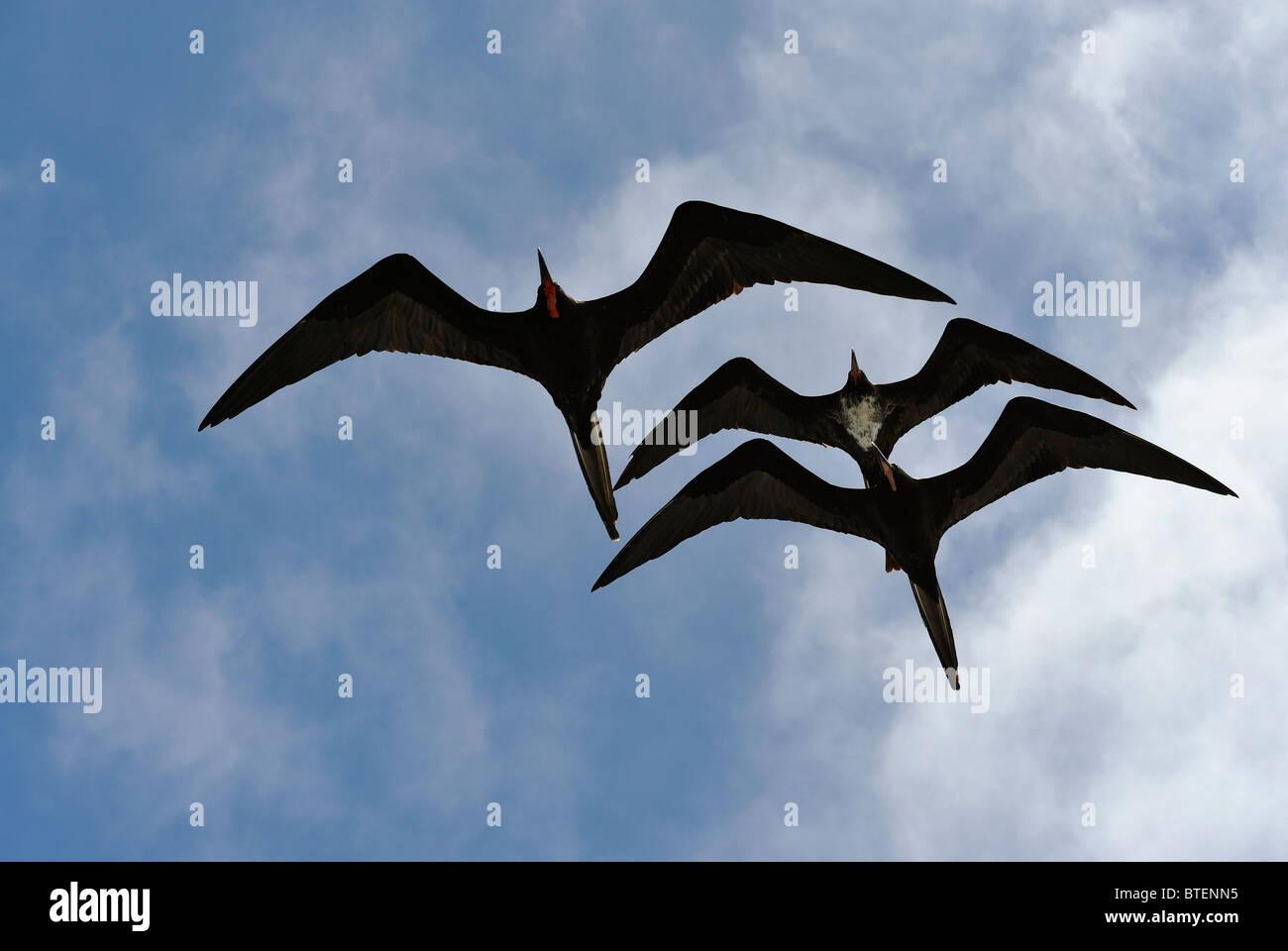 Uccelli che volano nel cielo immagini e fotografie stock ad alta ...