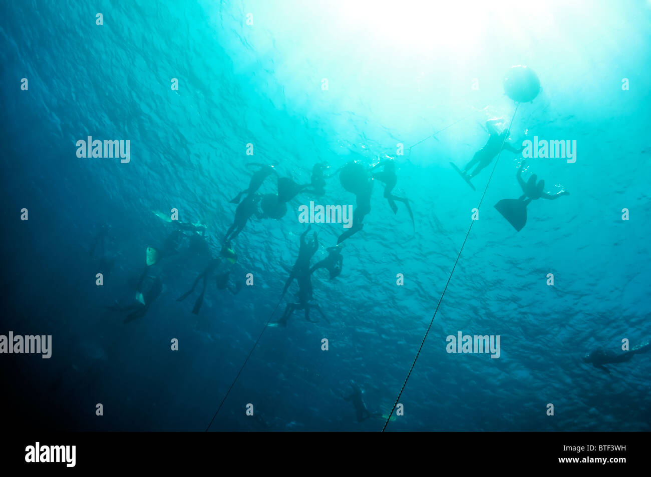 Tuffati nel mare blu profondo immagini e fotografie stock ad alta ...