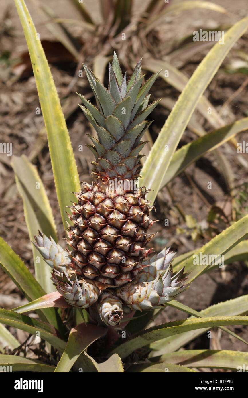 Pianta di ananas immagini e fotografie stock ad alta risoluzione - Alamy