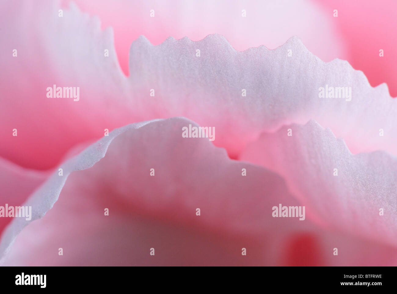 Garofano dianthus caryophyllus immagini e fotografie stock ad alta ...