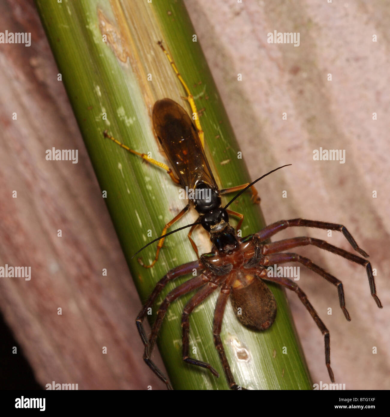 Ragno che uccide una mosca immagini e fotografie stock ad alta ...