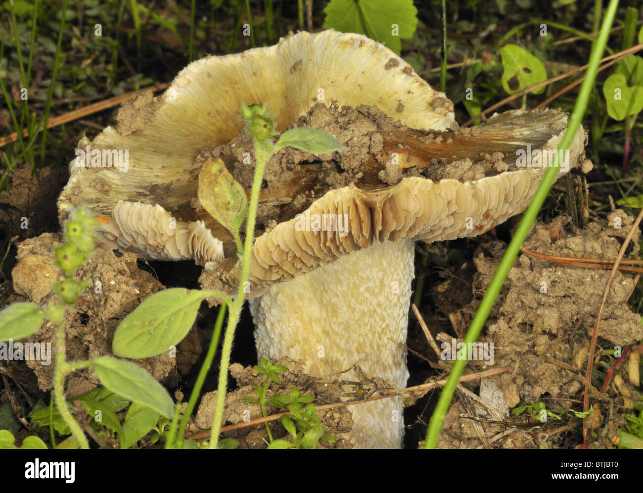 Inocybe rimosa immagini e fotografie stock ad alta risoluzione - Alamy