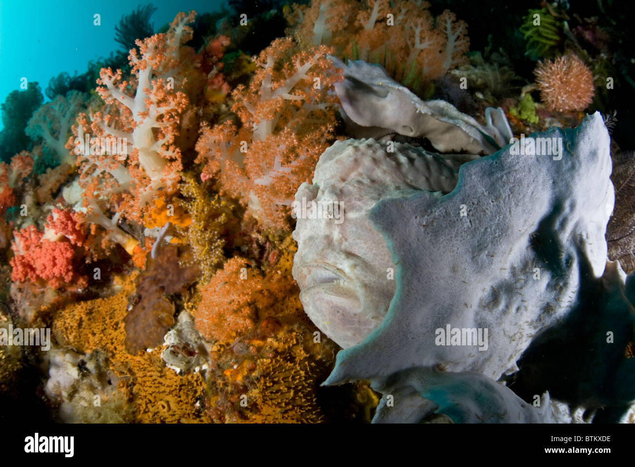 Subacqueo con rana gigante immagini e fotografie stock ad alta ...