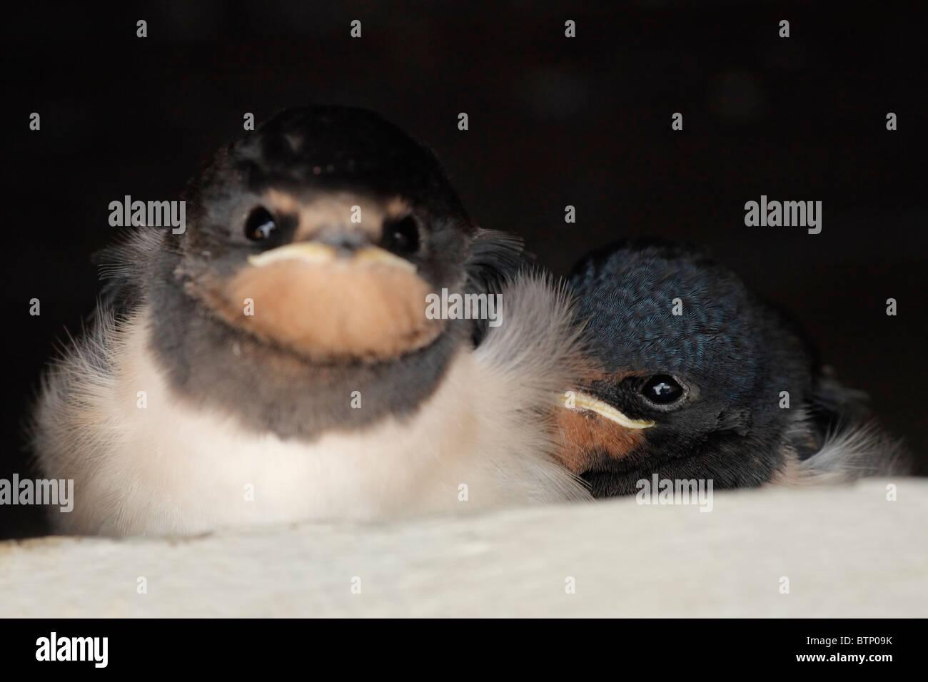 Rondini uccelli nido di animali immagini e fotografie stock ad alta ...