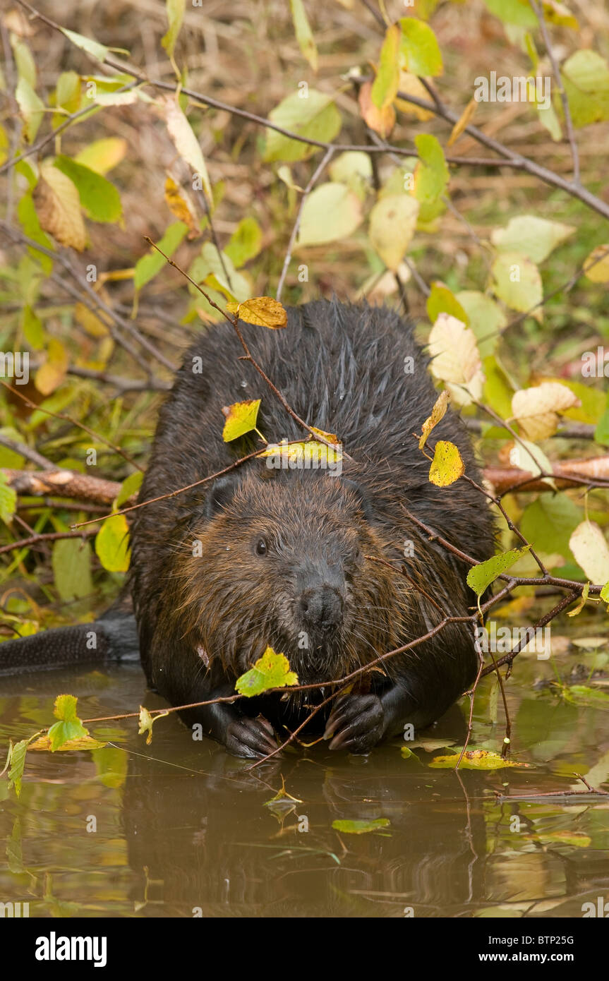 Castori americani immagini e fotografie stock ad alta risoluzione - Alamy