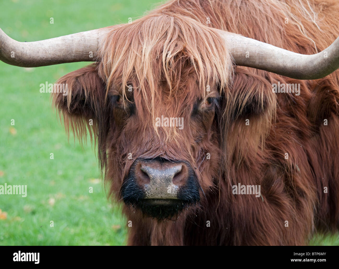 Highlander cows immagini e fotografie stock ad alta risoluzione - Alamy