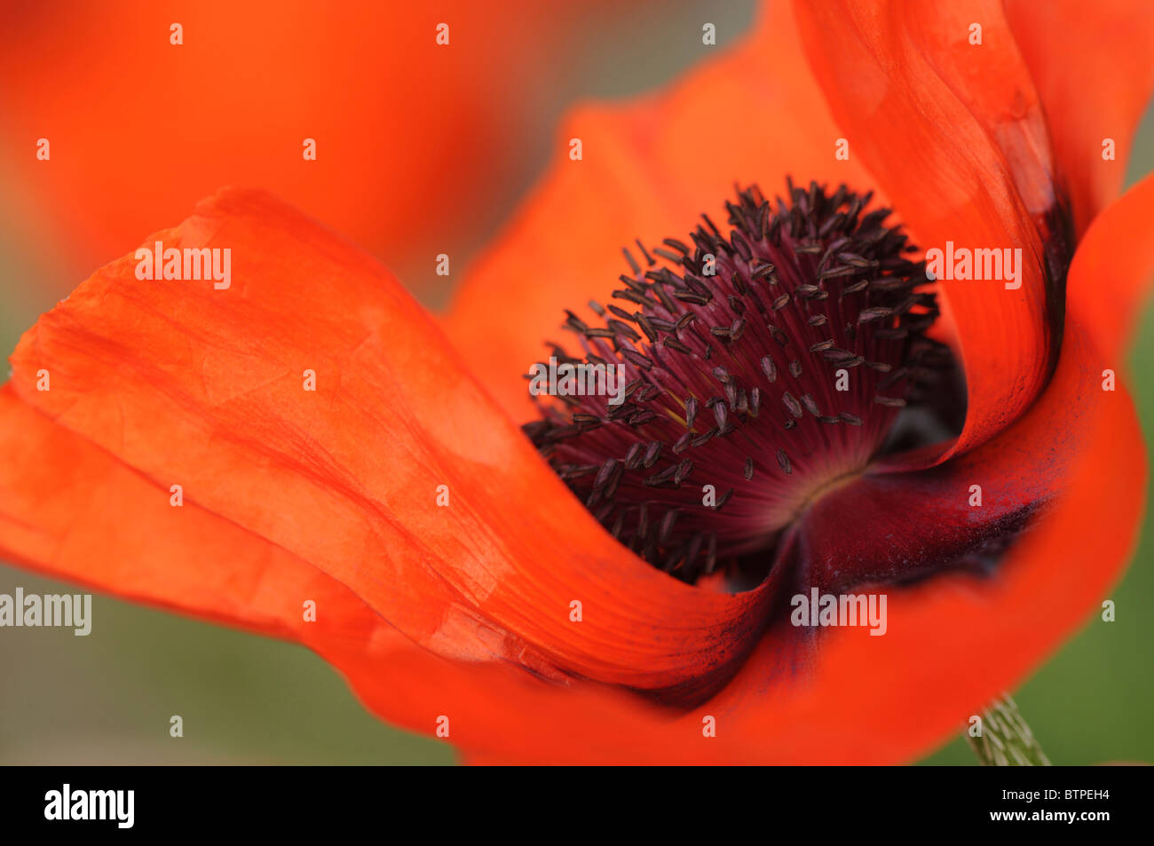 Soldados orientales immagini e fotografie stock ad alta risoluzione - Alamy
