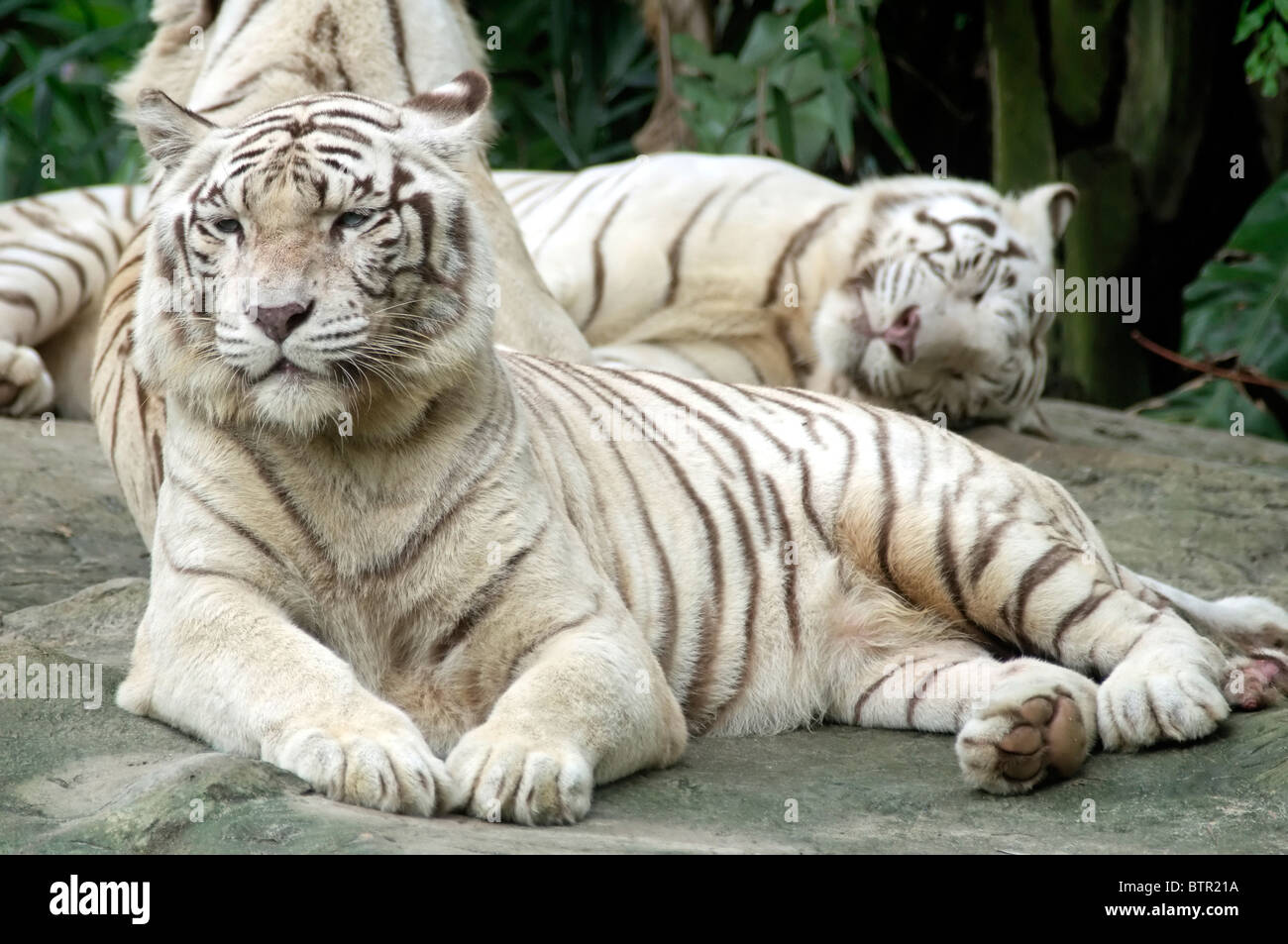 Tigre Albina Immagini e Fotos Stock - Alamy