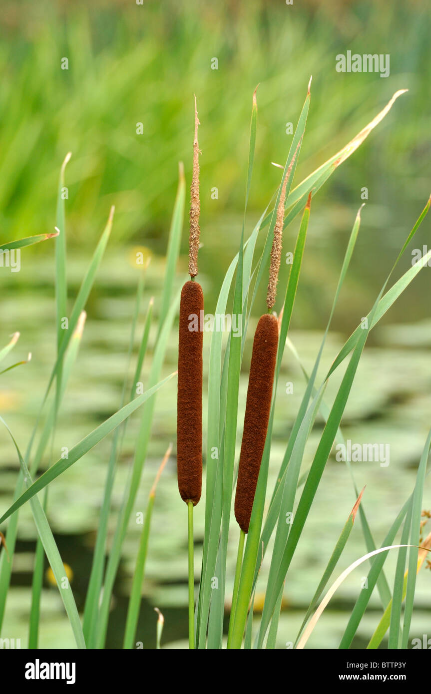 Pianta di giunco immagini e fotografie stock ad alta risoluzione - Alamy