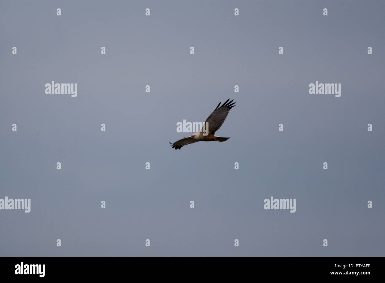 Hawk Eagle Falcon "uccello rapace dell' animale della fauna selvatica ...