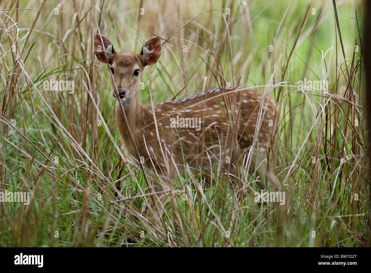 Cervo che attraversa verticale immagini e fotografie stock ad alta ...