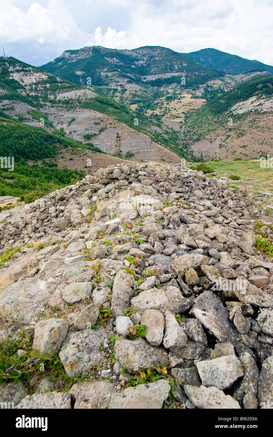 Geranio selvatico immagini e fotografie stock ad alta risoluzione - Alamy