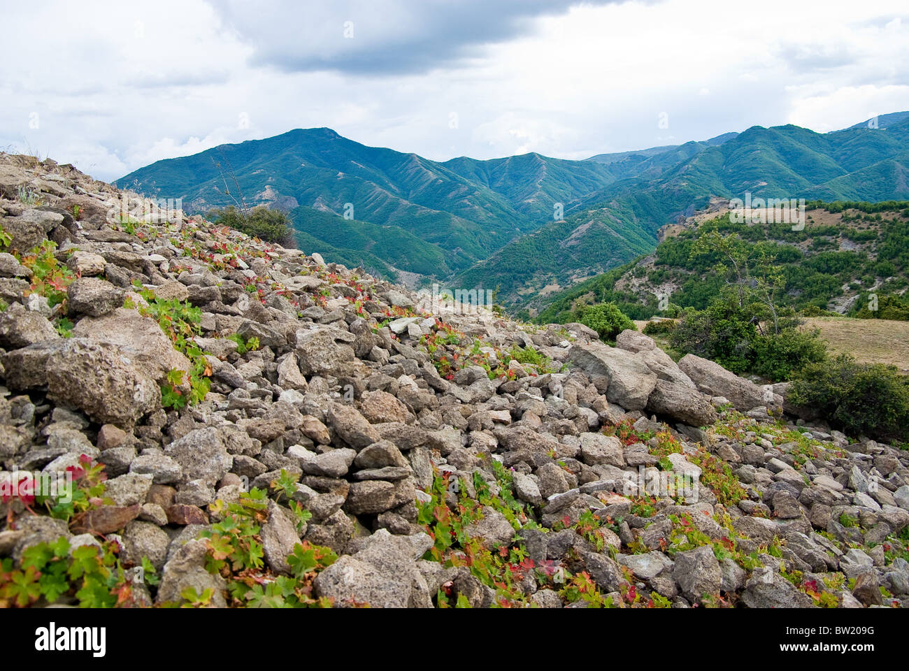 Geranio selvatico immagini e fotografie stock ad alta risoluzione - Alamy