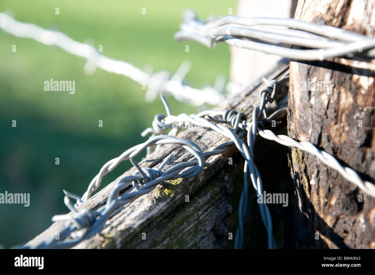 Spinato fili immagini e fotografie stock ad alta risoluzione - Alamy