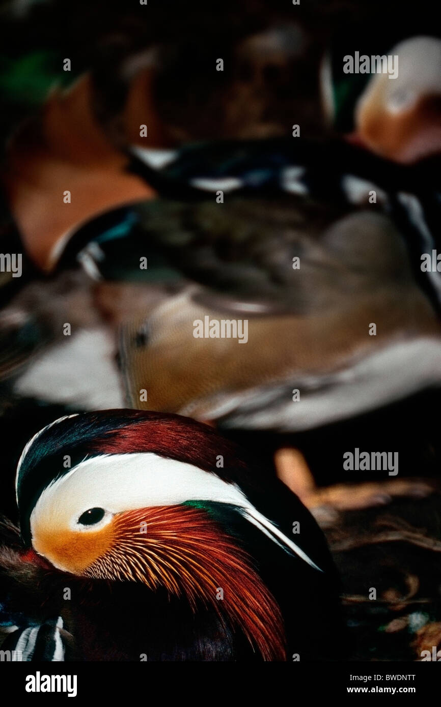 Anatre mandarine cinesi immagini e fotografie stock ad alta risoluzione ...