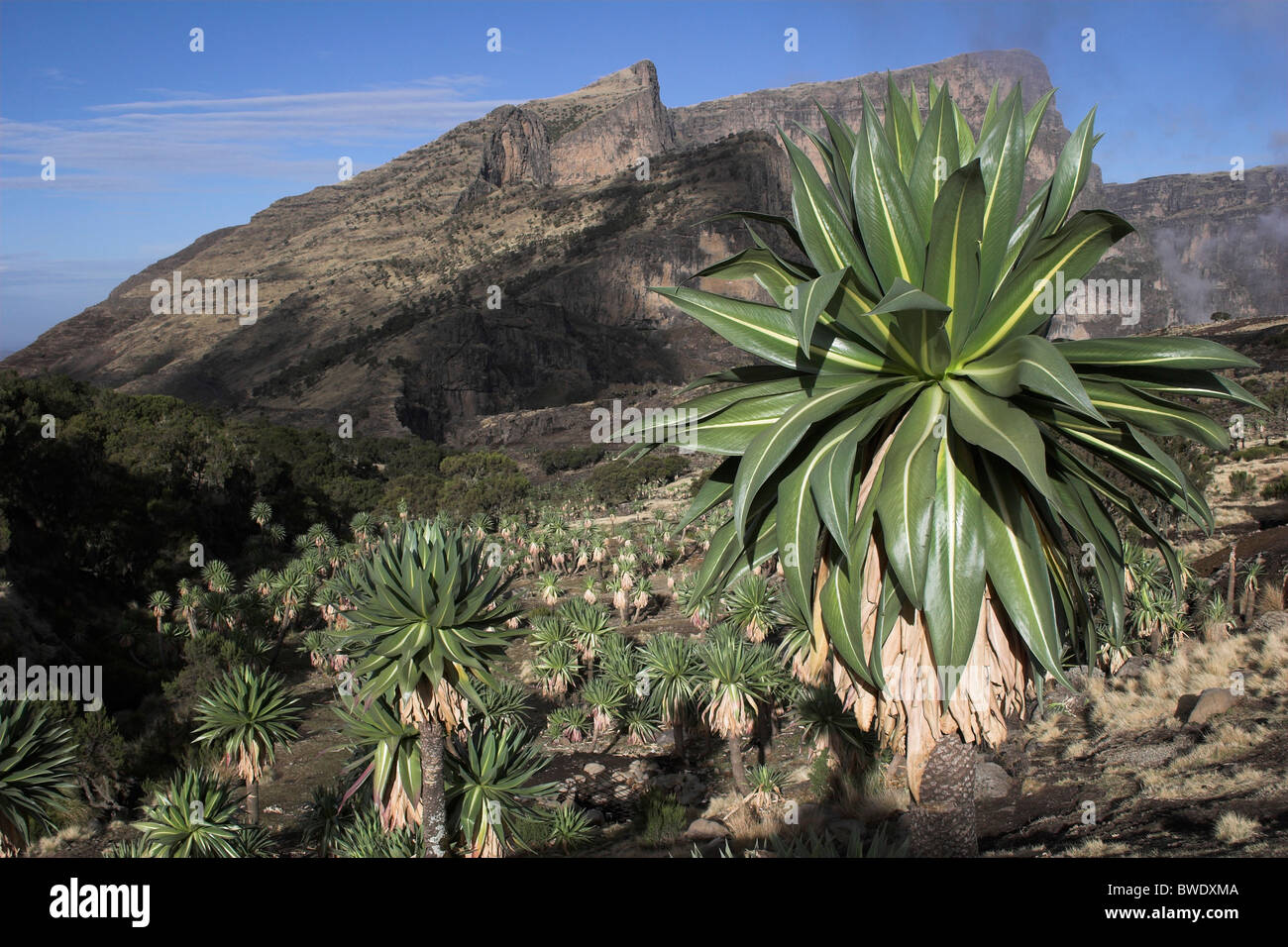 Vegetazione afro alpina immagini e fotografie stock ad alta risoluzione ...