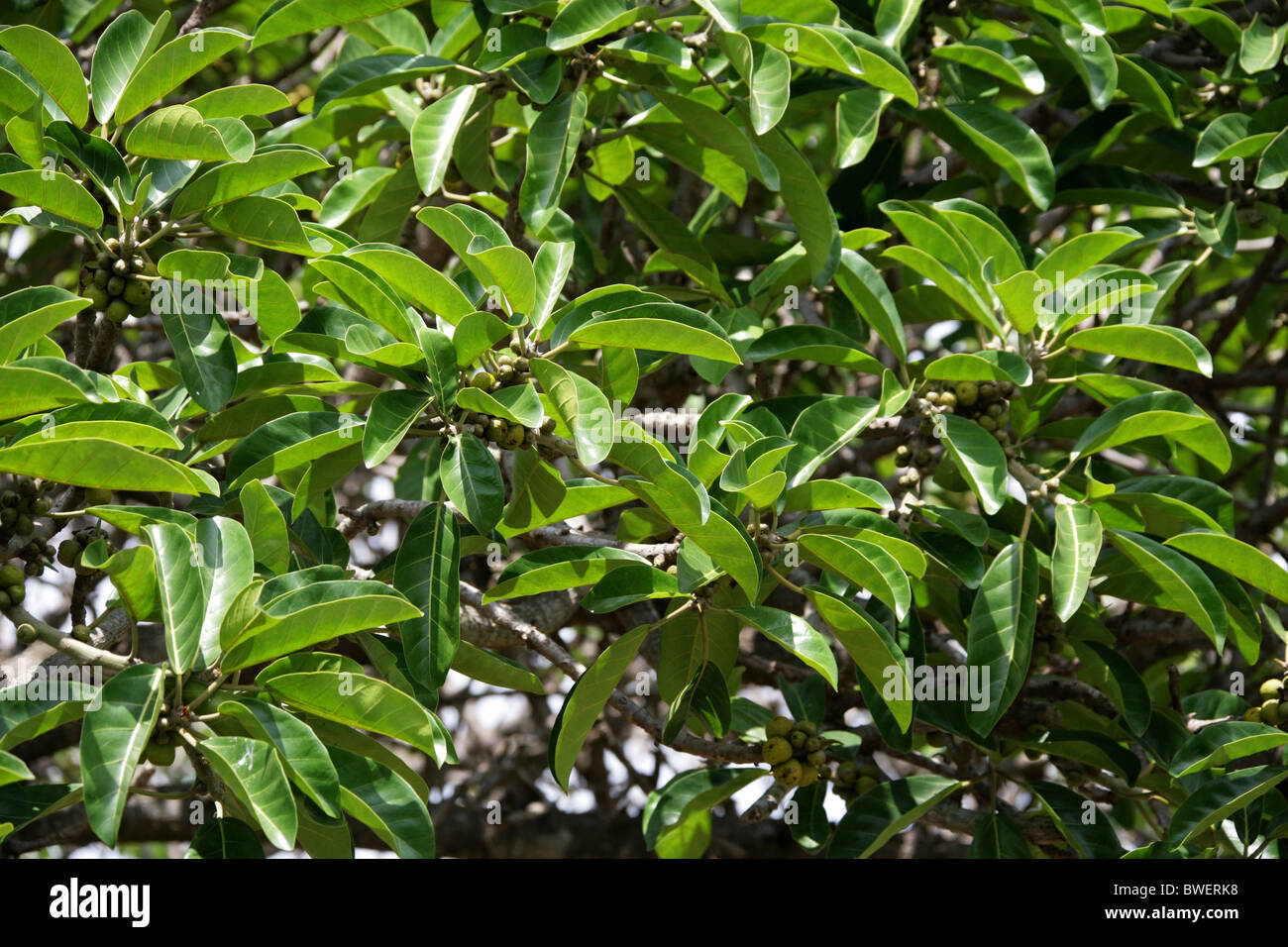 Ficus lutea immagini e fotografie stock ad alta risoluzione - Alamy