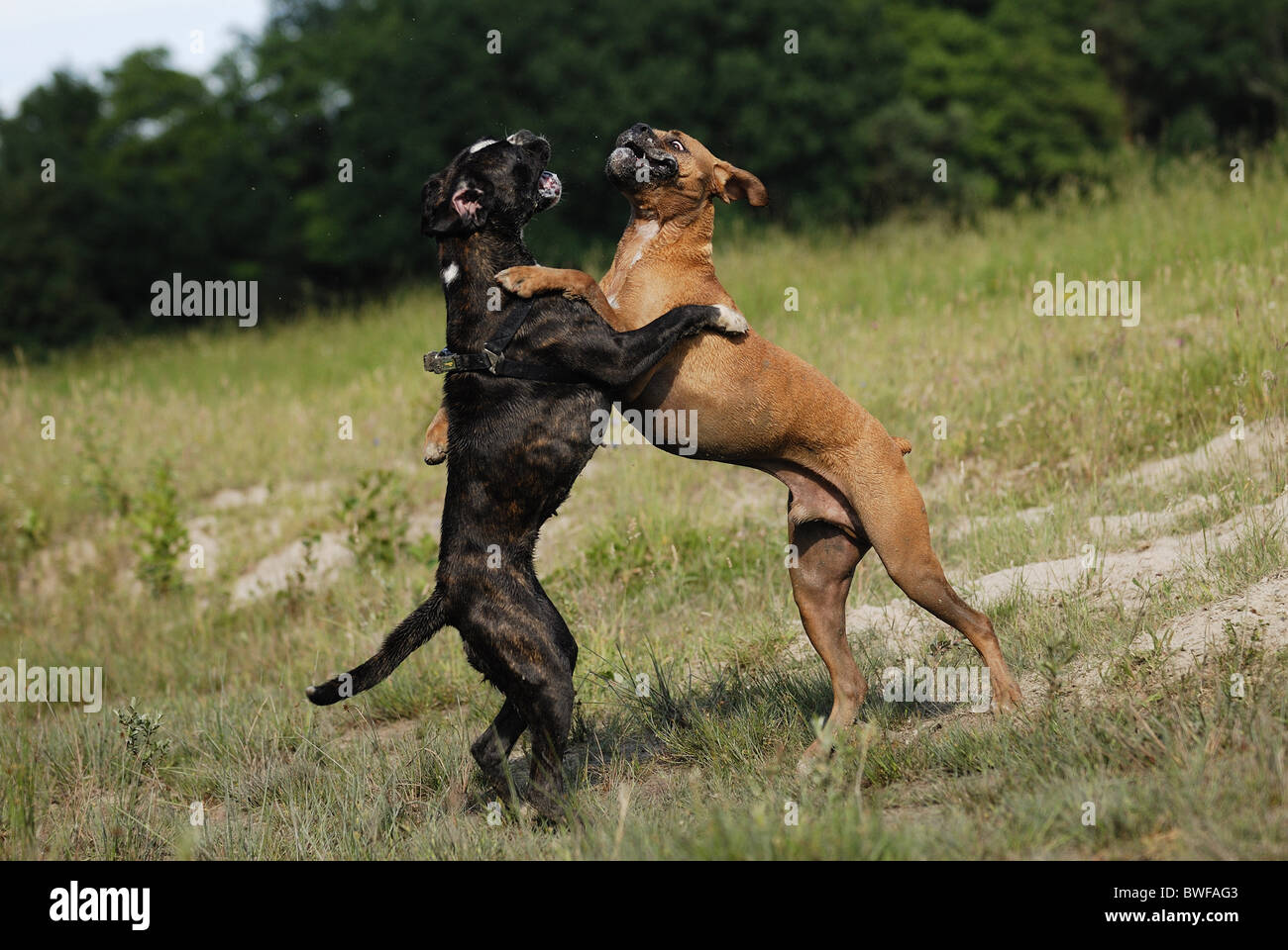 Animali da combattimento di mezzo immagini e fotografie stock ad alta ...