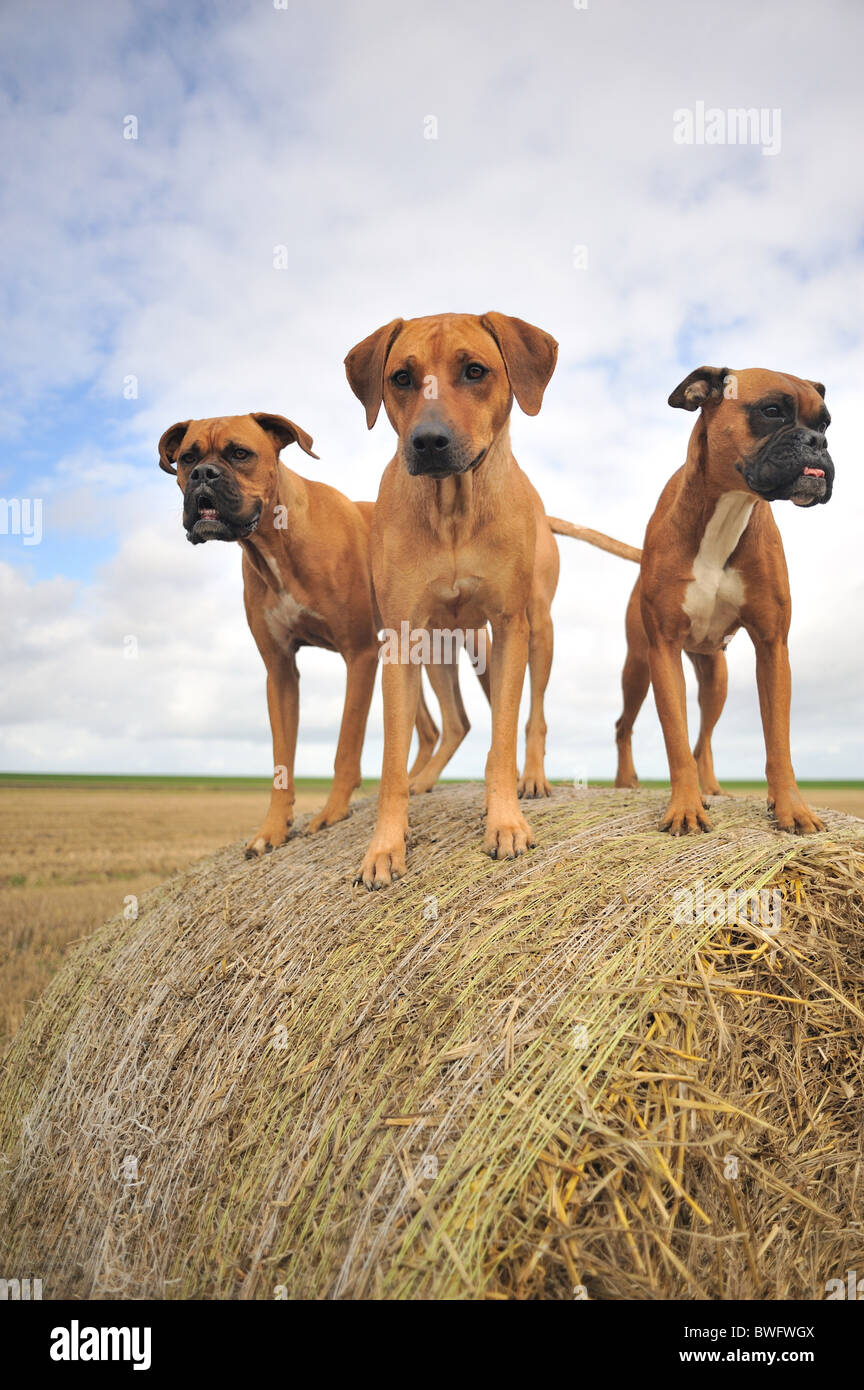 Boxer rhodesian ridgeback immagini e fotografie stock ad alta ...