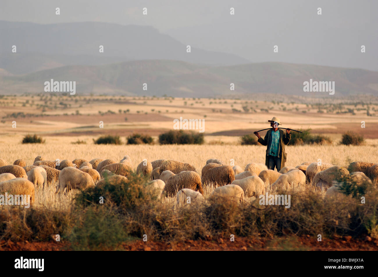 Pastore con il gregge di pecore immagini e fotografie stock ad alta ...