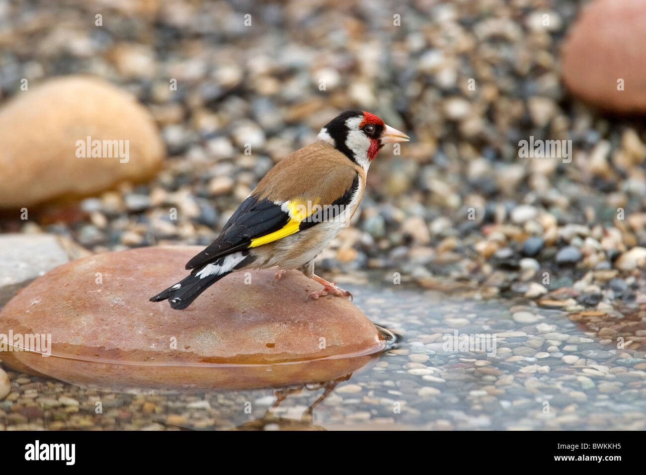 Formato orizzontale del cardellino immagini e fotografie stock ad alta ...