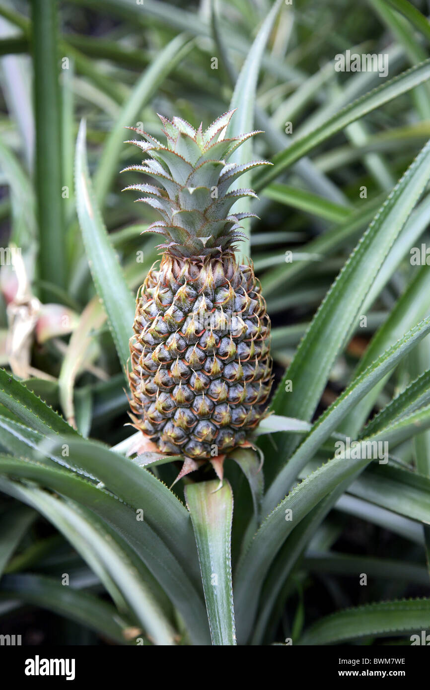 Pianta di ananas immagini e fotografie stock ad alta risoluzione - Alamy