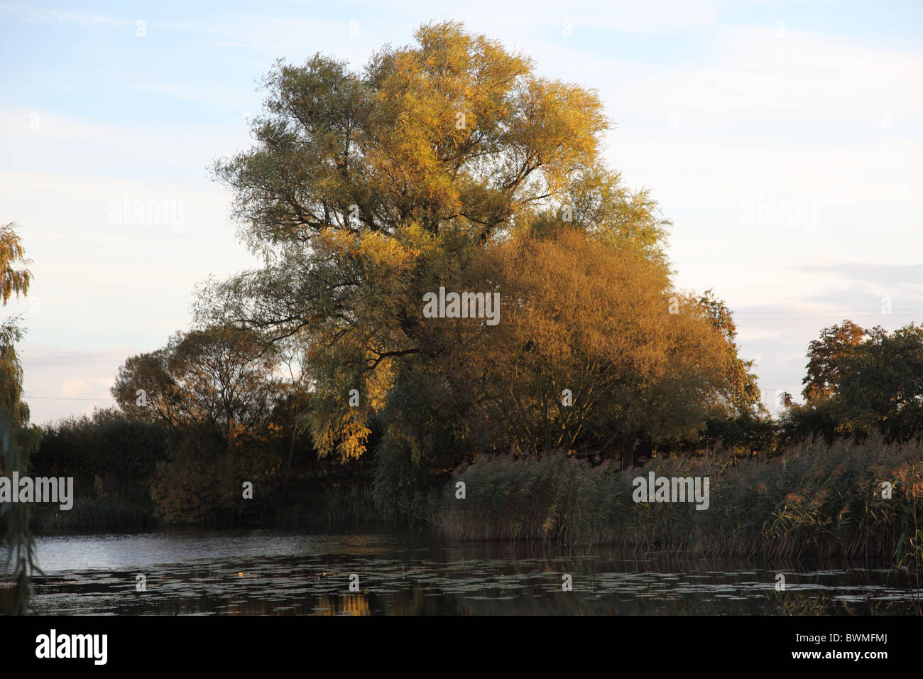 Alberi di latifoglie in autunno immagini e fotografie stock ad alta ...