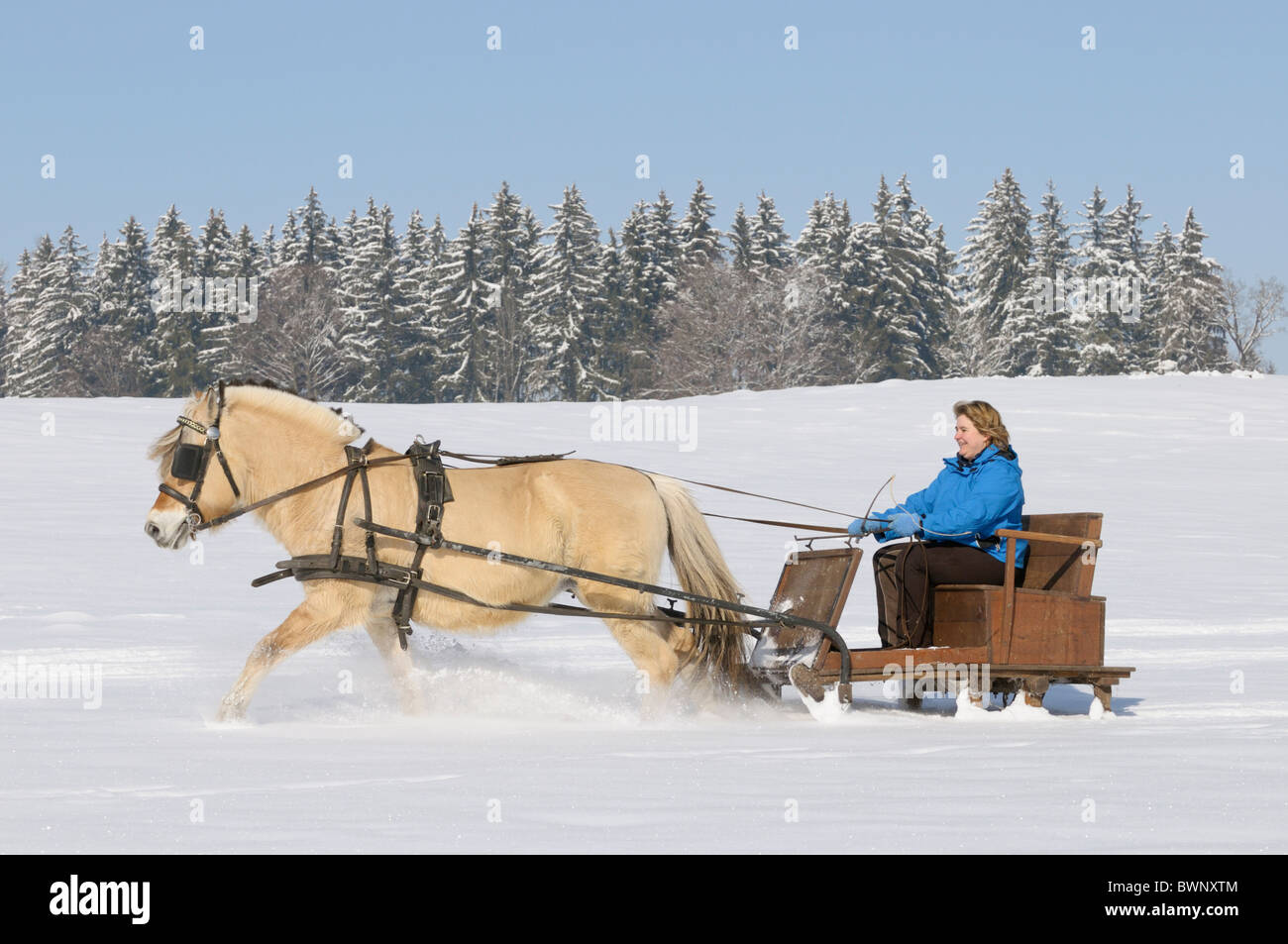 Slitta norvegese immagini e fotografie stock ad alta risoluzione - Alamy