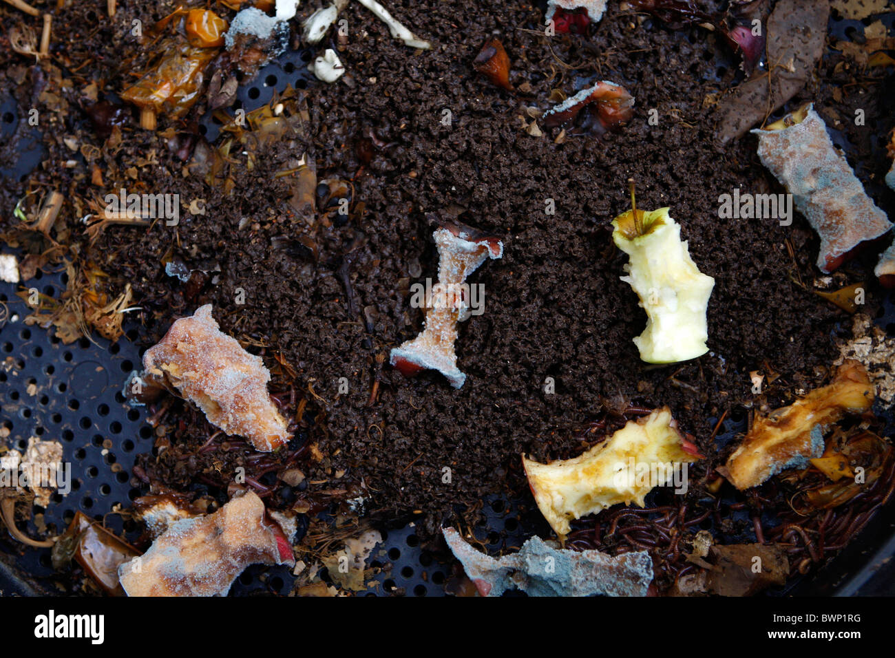 Contenitore vermicompost immagini e fotografie stock ad alta ...