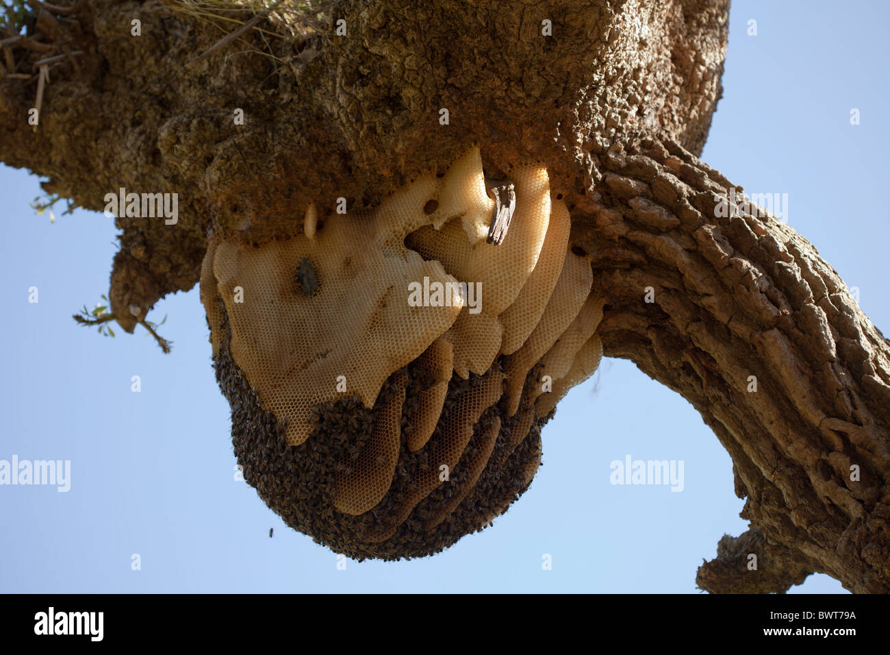 Ape alveare immagini e fotografie stock ad alta risoluzione - Alamy