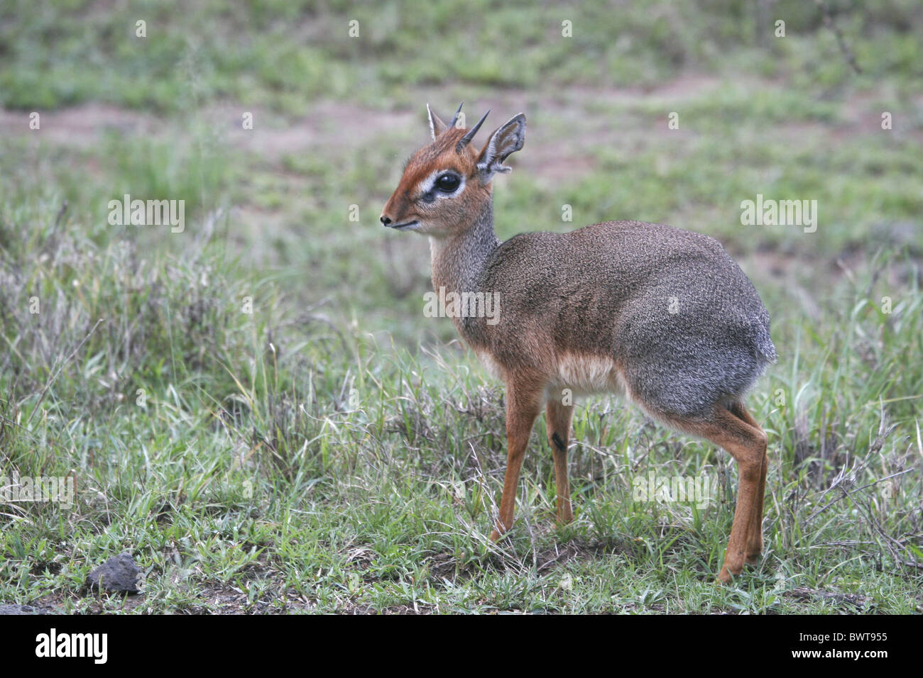 Antelope antilopi dikdik dikdiks 'dik dik' 'dik diks' 'dik-dik' 'dik ...