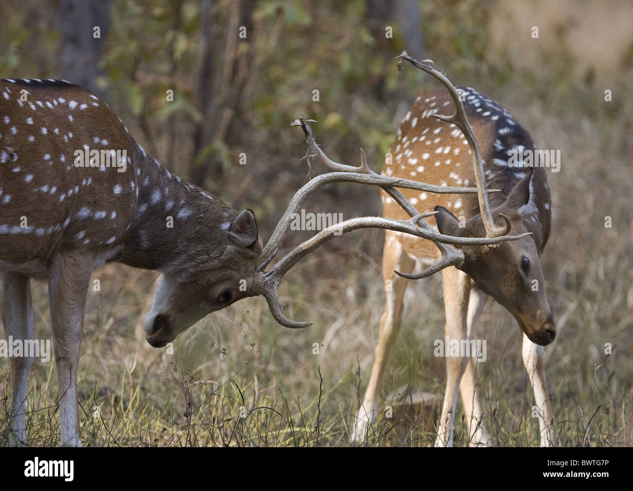 India Intia Taavetti cervi cervi chital chitals spotted erbivoro ...