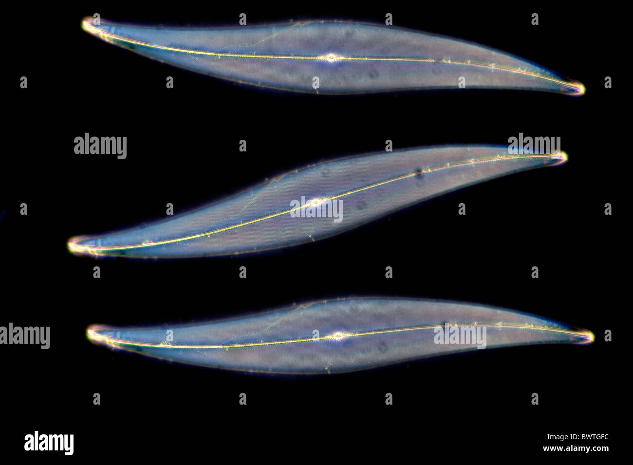 Alga di diatomee immagini e fotografie stock ad alta risoluzione - Alamy