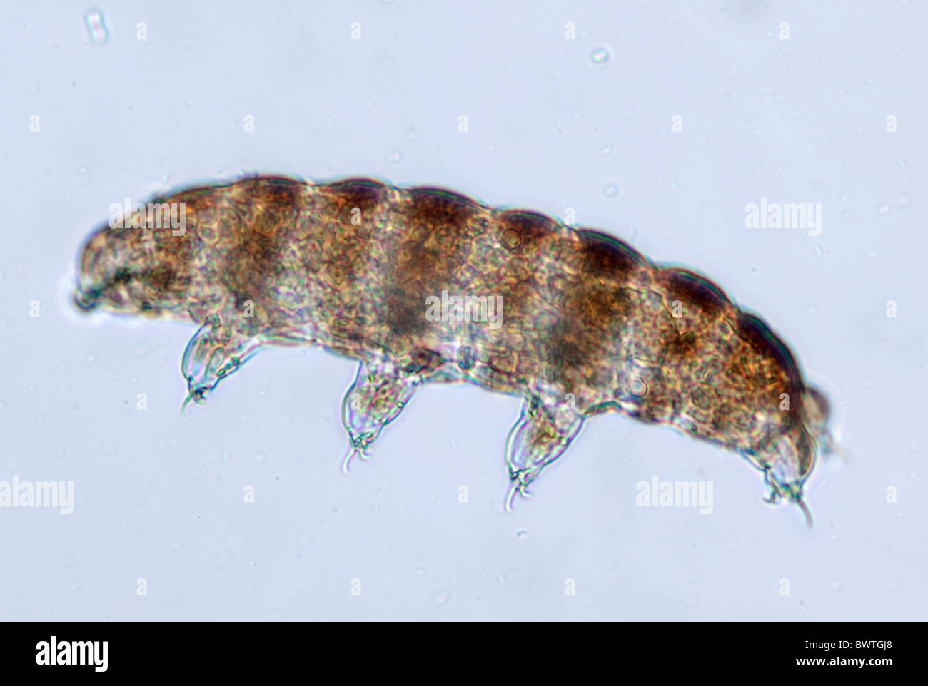 Water bear phylum tardigrade immagini e fotografie stock ad alta ...