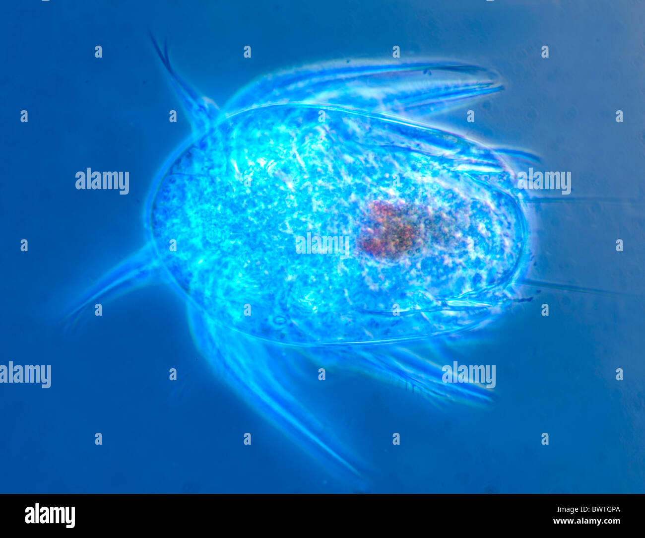 Copepods crostacei plancton marino Foto stock - Alamy