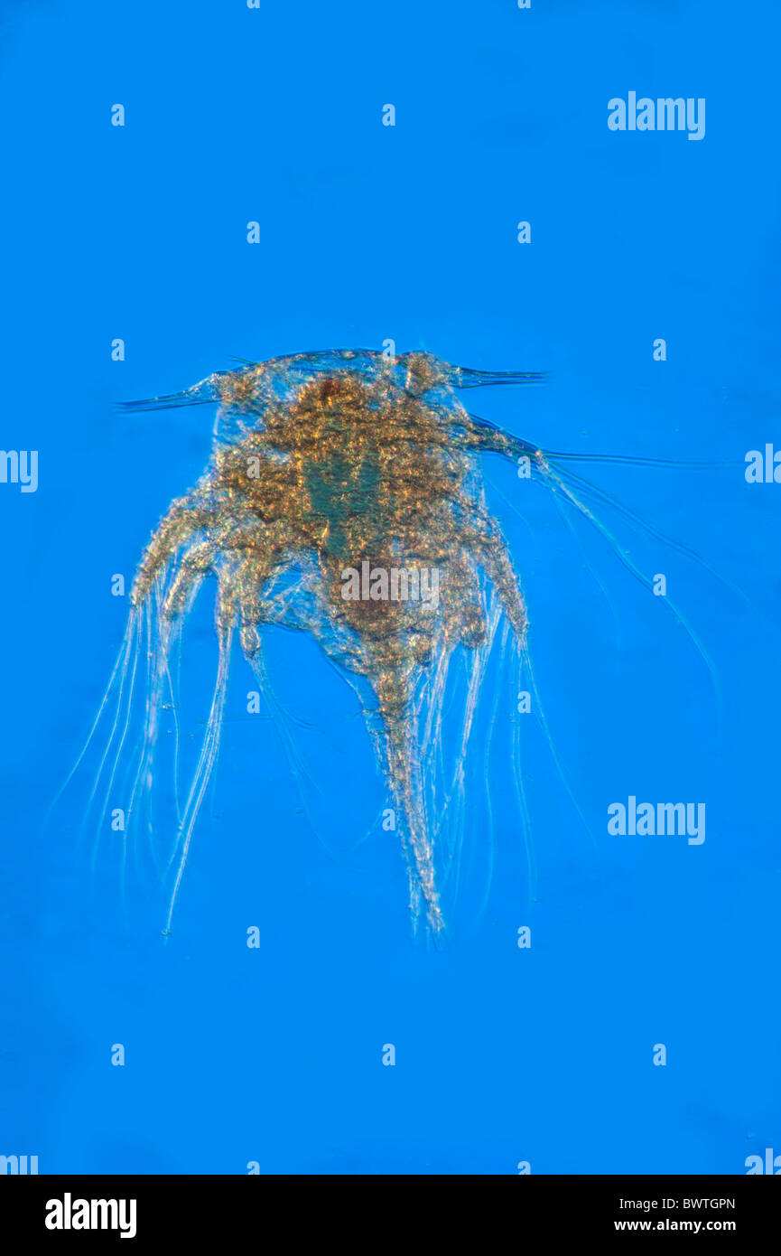 Nauplius larvae immagini e fotografie stock ad alta risoluzione - Alamy