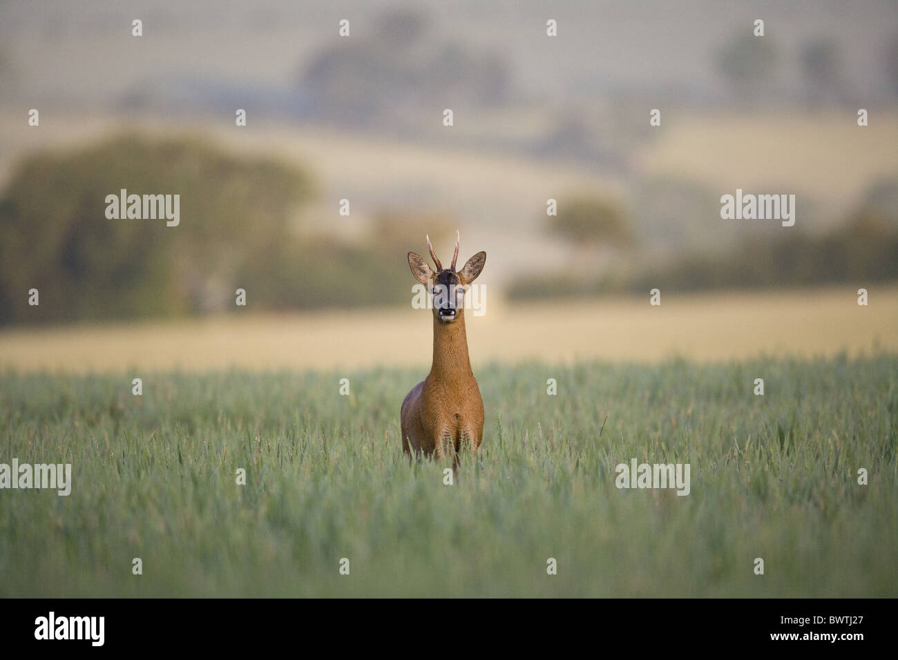 Western daini caprioli erbivoro erbivori eurasia eurasian europa asia ...