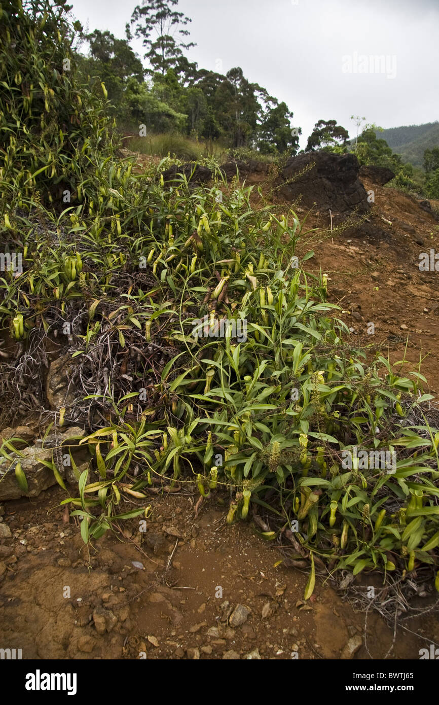 Asia asian pianta brocca nepenthes piante vegetali philippine Filippine ...