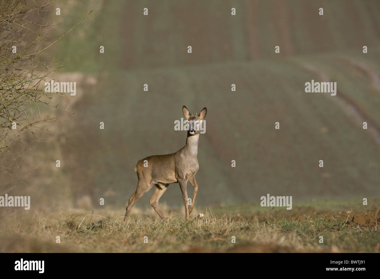 Western daini caprioli erbivoro erbivori eurasia eurasian europa asia ...