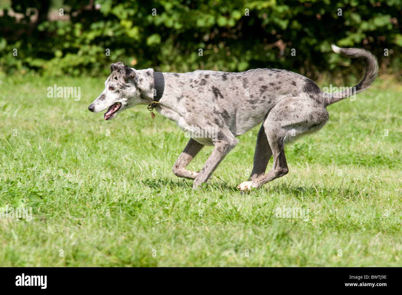 Cane levriero immagini e fotografie stock ad alta risoluzione - Alamy