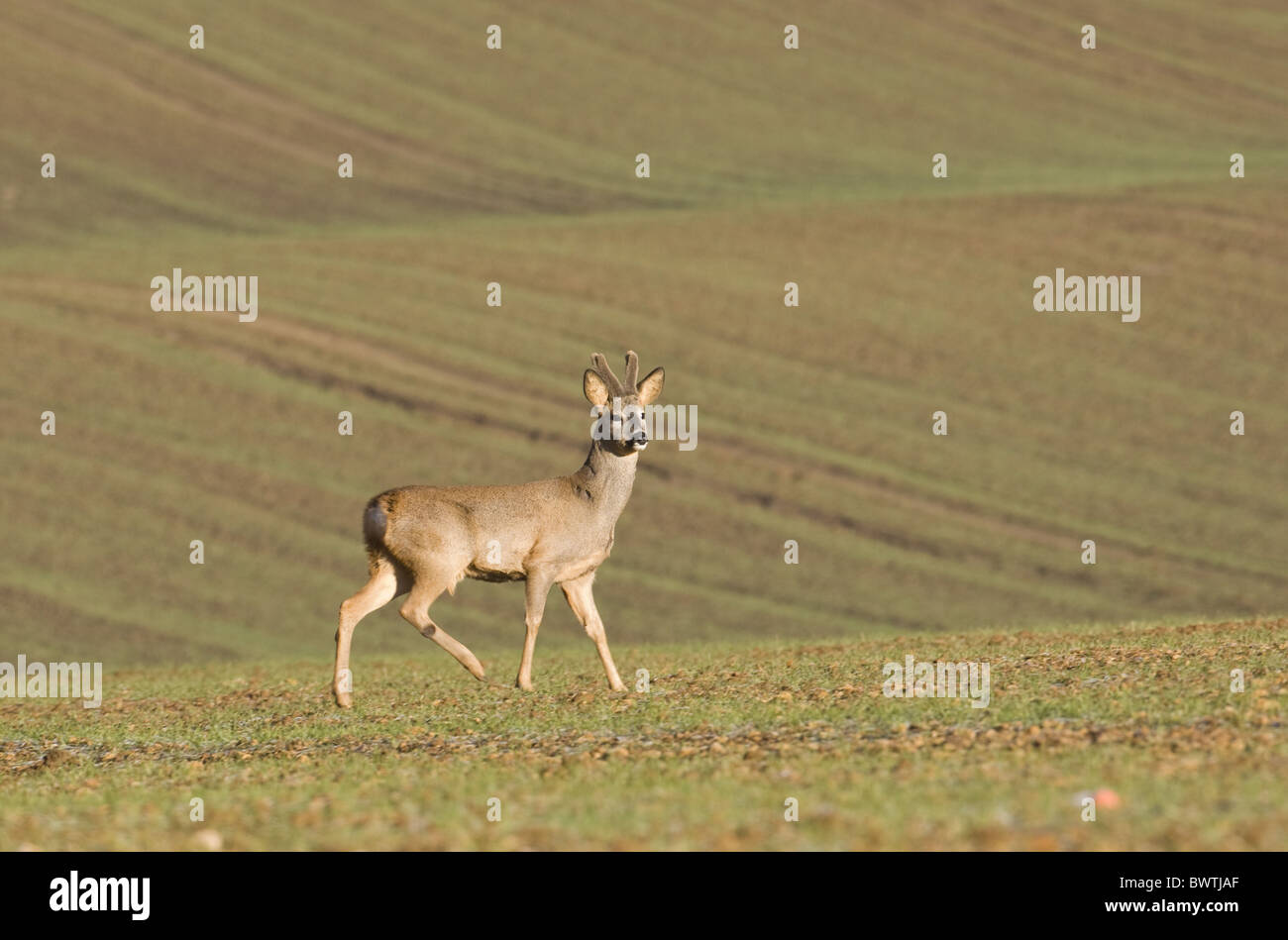 Western daini caprioli erbivoro erbivori eurasia eurasian europa asia ...