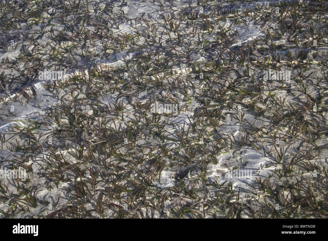 Zostera zostera sp immagini e fotografie stock ad alta risoluzione - Alamy
