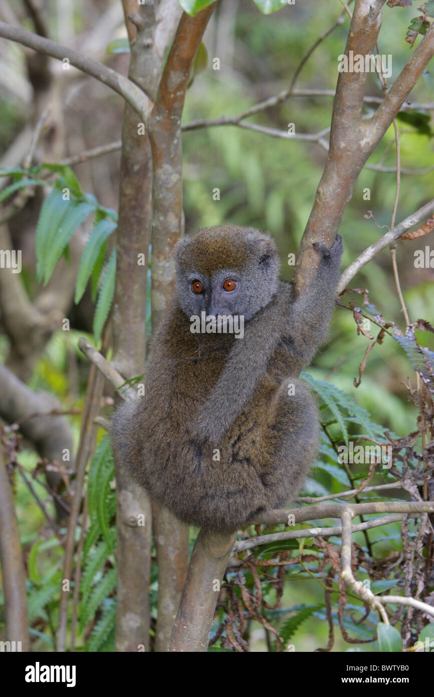 Lemuri lemuri primate primati prosimian madagascar malgascio "lesser ...