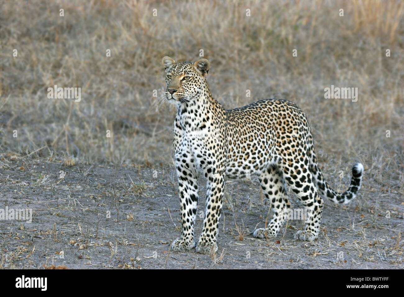 Leopard leopardi gatto gatti africa african carnivoro predatore ...