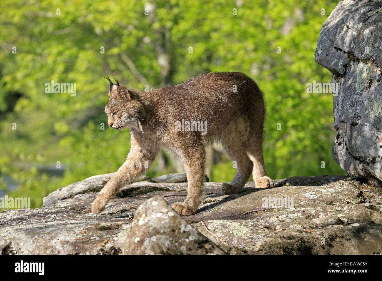 Auf Felsen - su roccia canadian lynx lince gatto gatti felid felidae ...