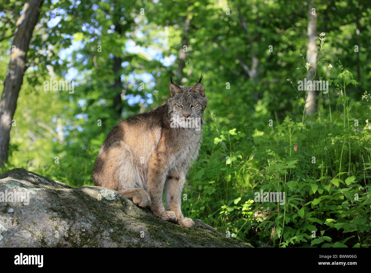 Auf Felsen - su roccia canadian lynx lince gatto gatti felid felidae ...