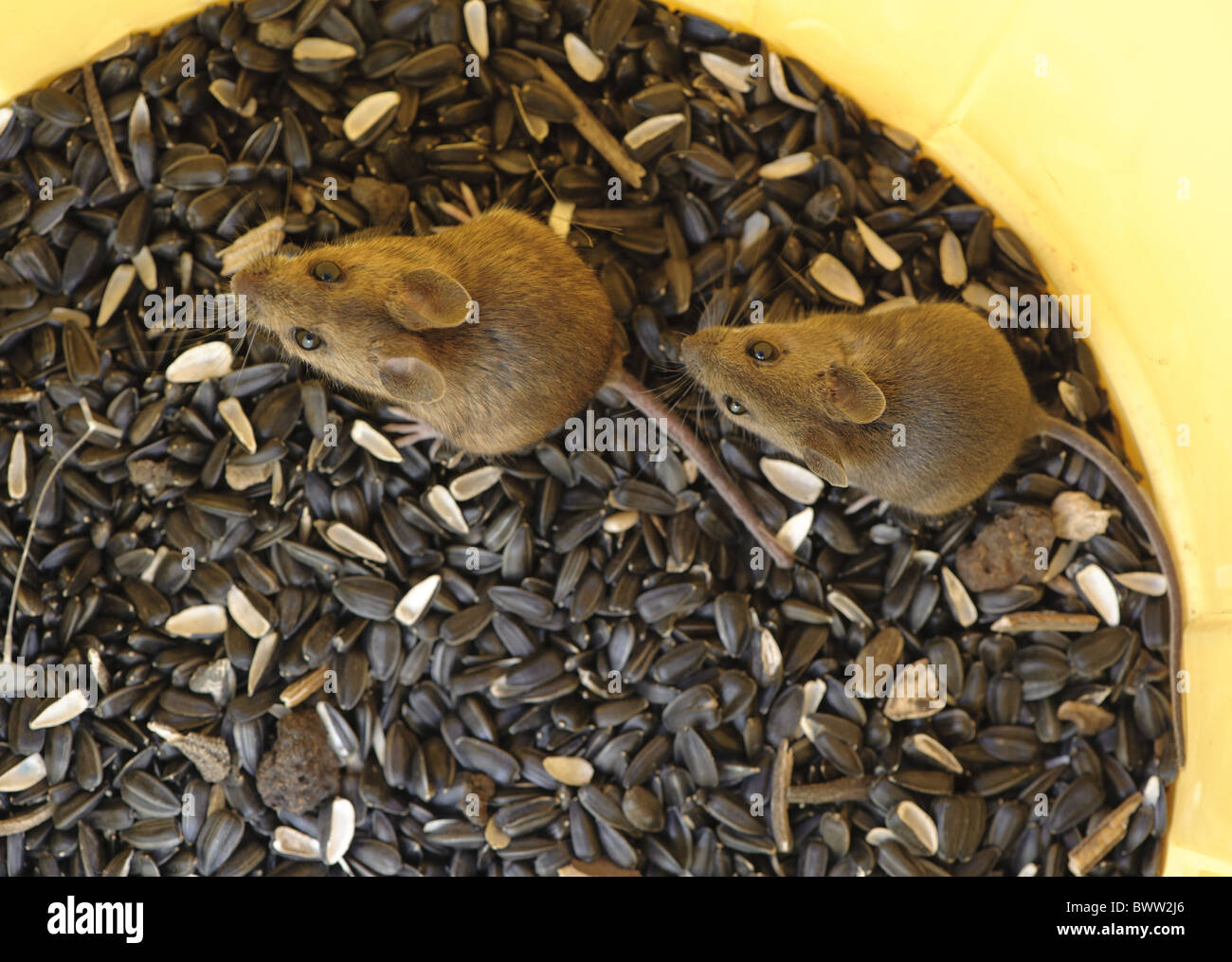 Apodemus sylvaticus topi roditori topi legno legno mouse mouse topi ...