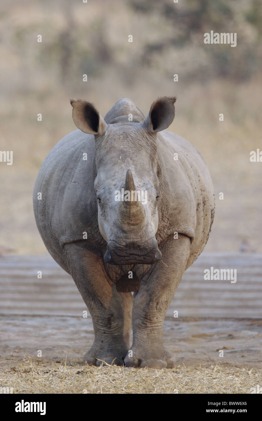 Rhinoceros rhino rinoceronti mammifero mammiferi animali animali Africa ...